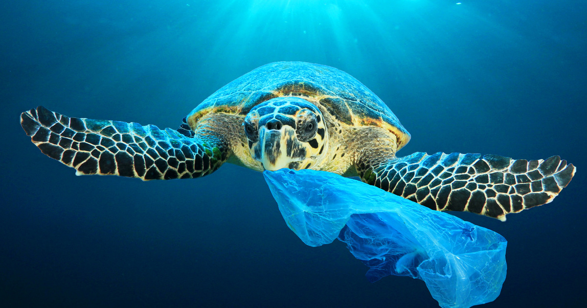 Top five threats to life in the ocean