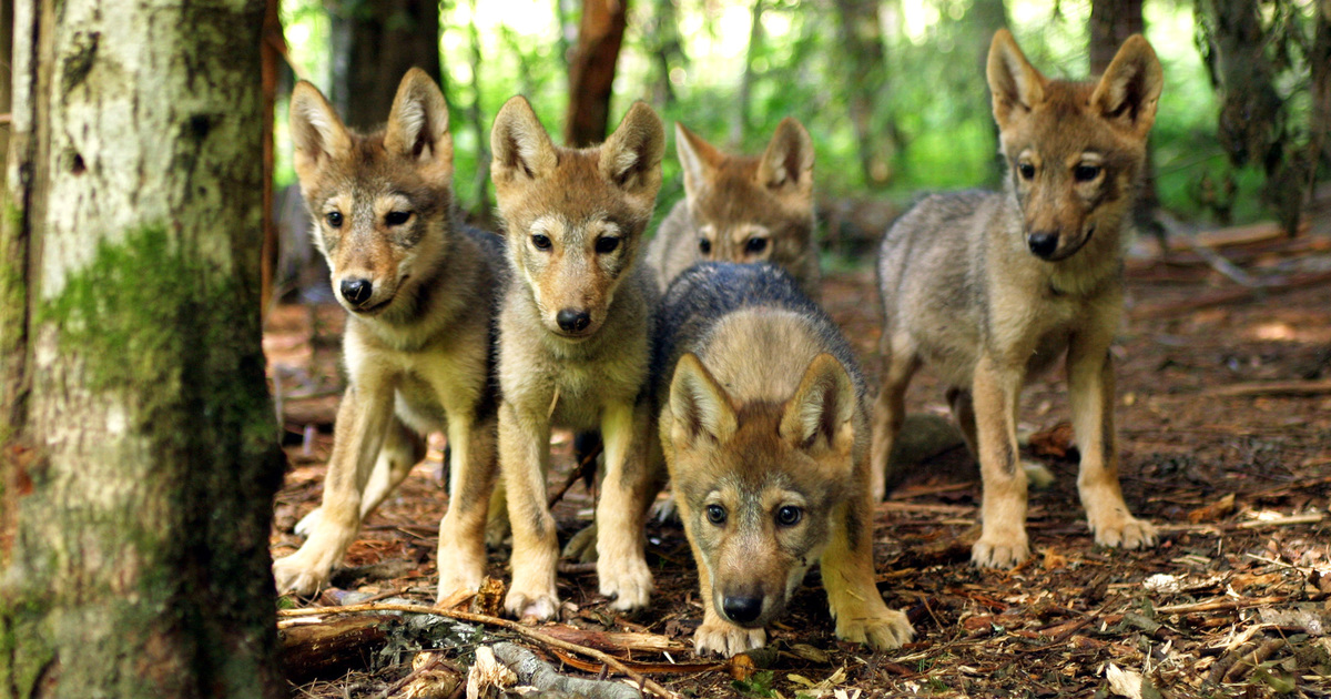 Wolves betrayed: EU Parliament bows to politics over science