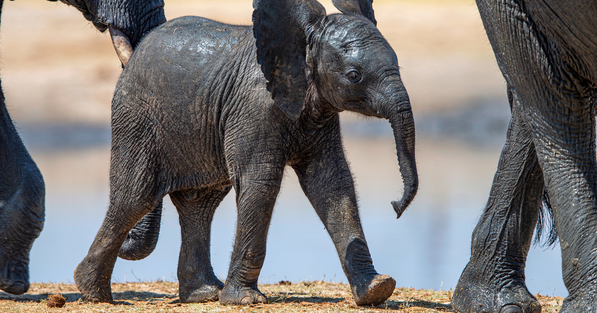 The genesis of a game-changing vision for African conservation