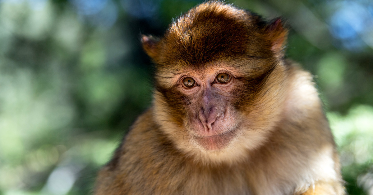 IFAW stands against the “pet” primate trade