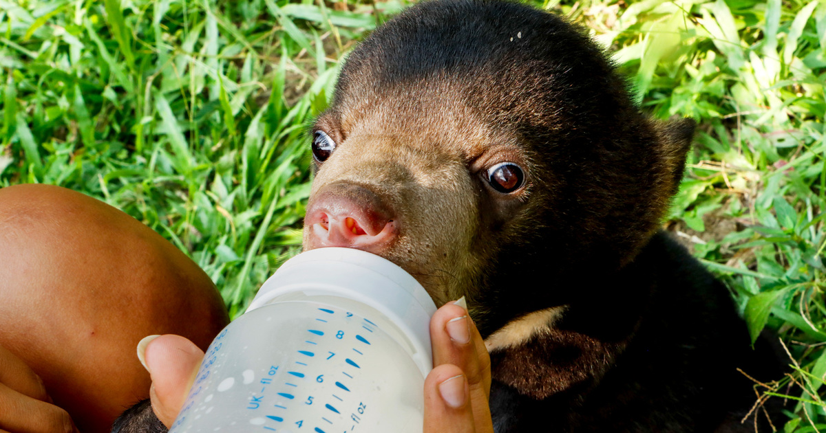 Rescuing the world’s smallest and most vulnerable bear species
