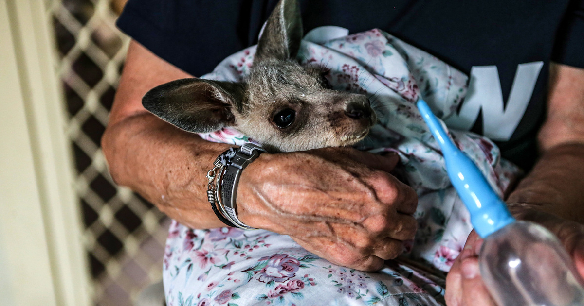 The unseen heroes of Australia’s native wildlife