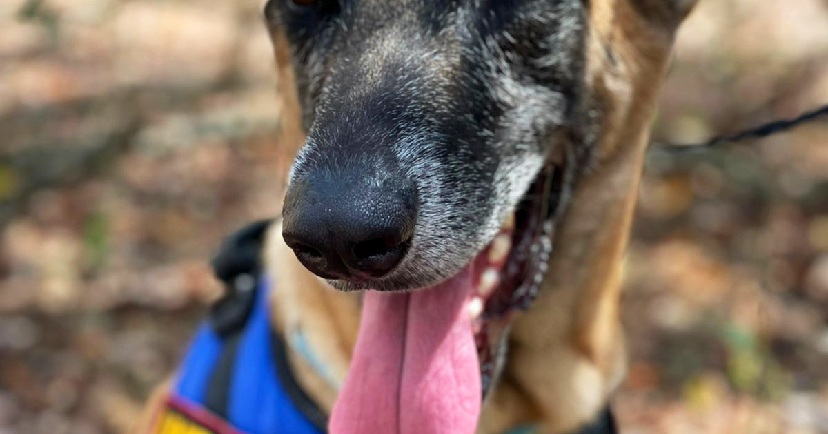 Meet the dogs helping protect one of the world’s rarest animals