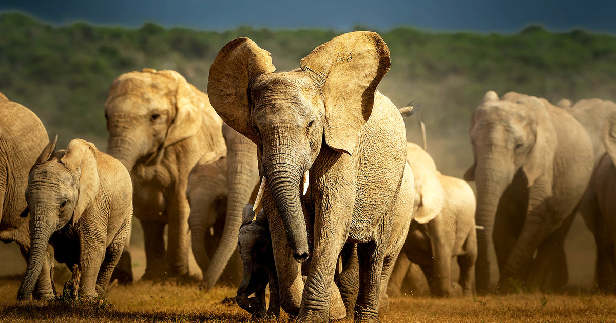 SADC TFCA Summit renews commitment to transboundary conservation