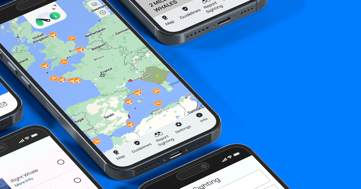 WhaleAlert: the app to help to protect whales