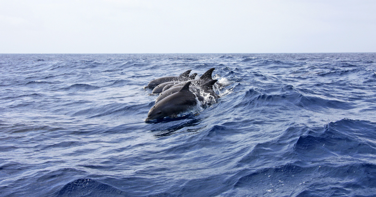EU Ocean Pact: High hopes, weak commitments