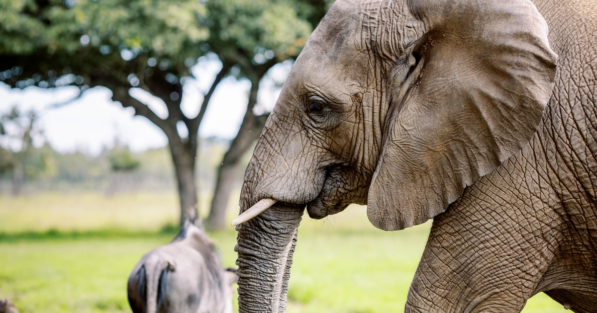 An emotional reunion of elephant and caretaker