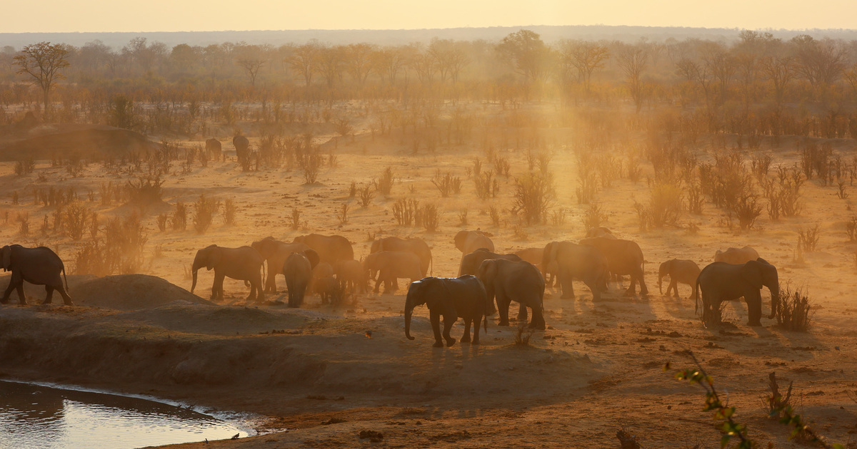 IFAW and ZimParks Partnership: Five years of conservation success
