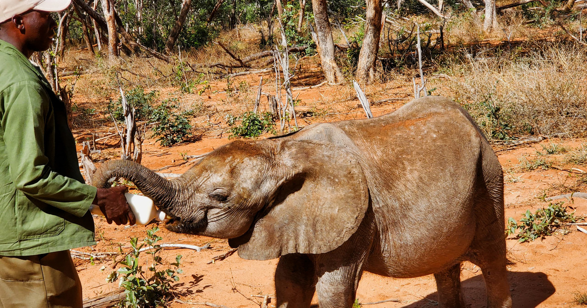 April in mei: een olifant, een buffel en een tweede kans op leven