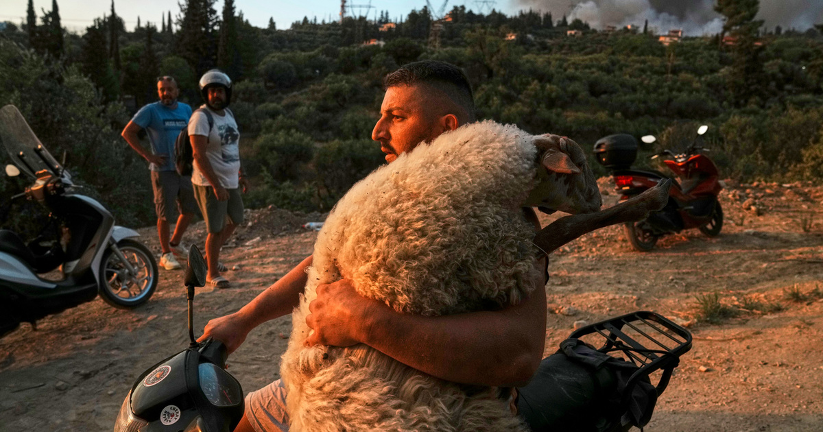 Rapid animal rescue response as wildfires spread in Greece