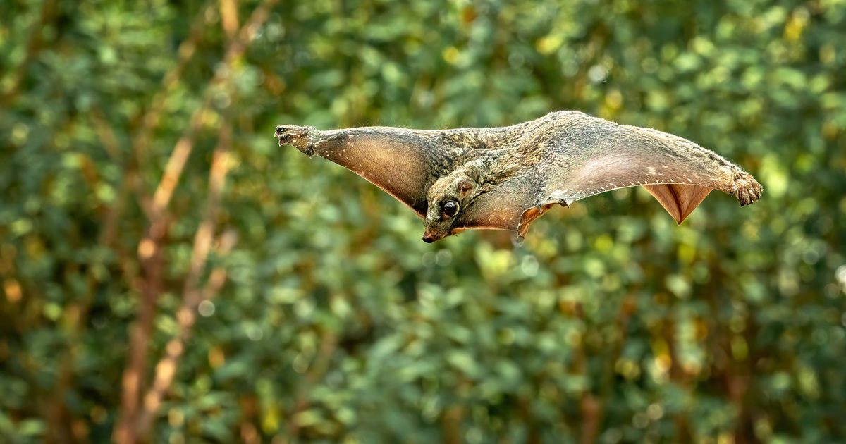 Animals with wings: fascinating fliers and gliders