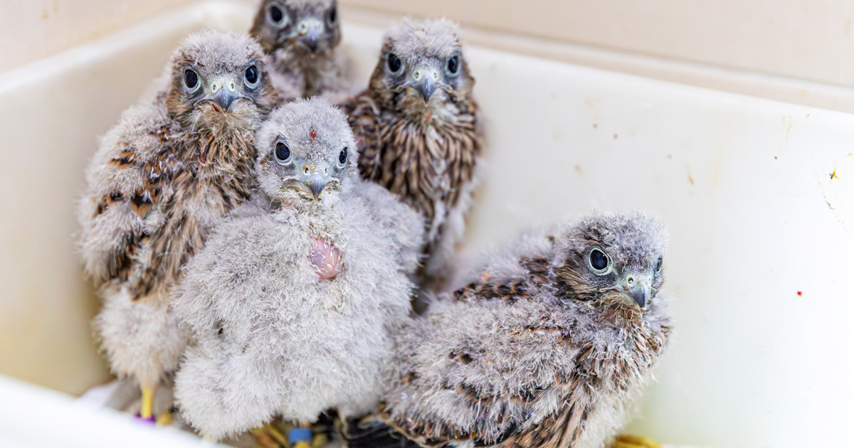 With patience, precision, and compassion, rescued baby raptors ca