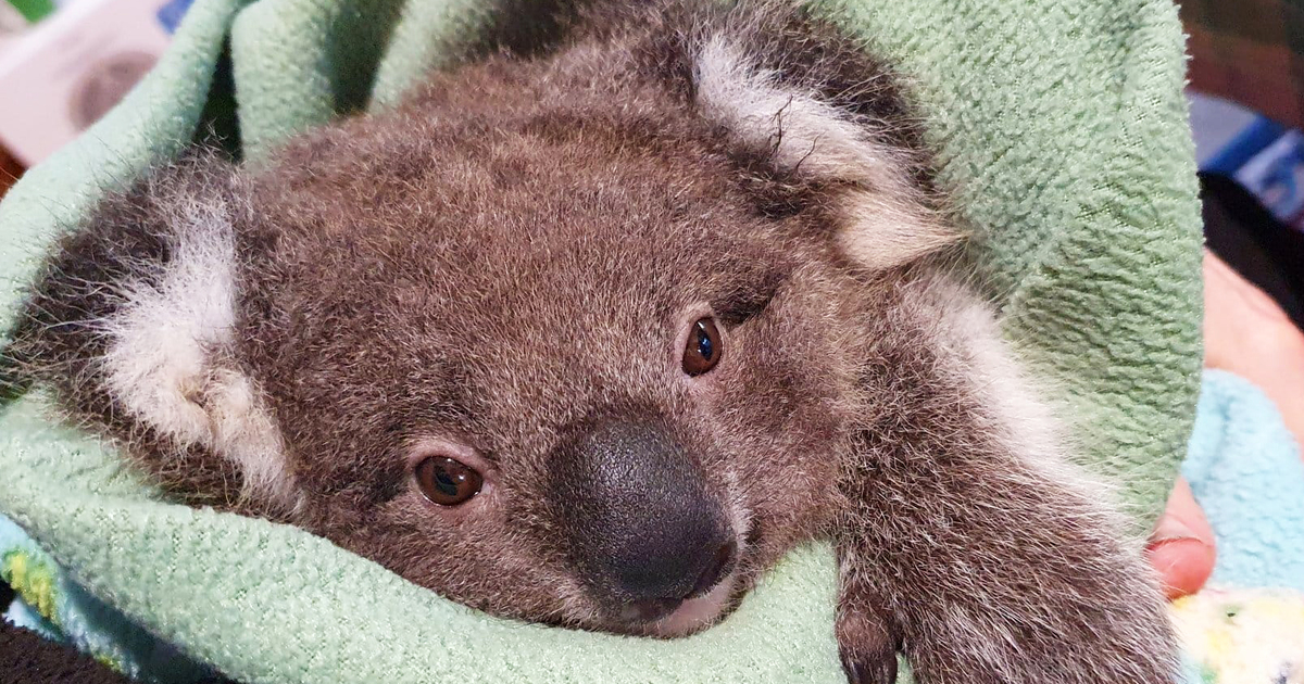 A day in the life of a koala rehabilitator