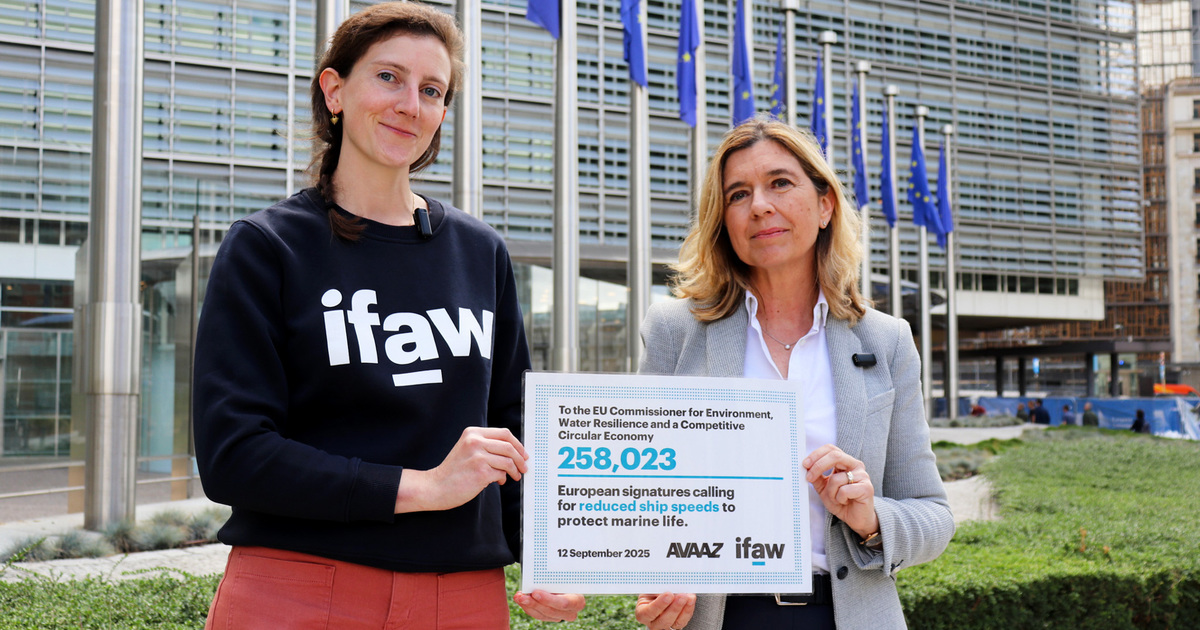 EU citizens demand slower ships to help save whales