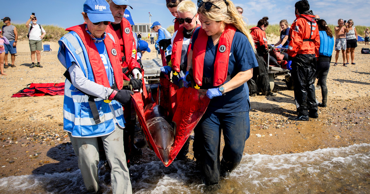 Rescuers save 11 dolphins in two-day Cape Cod stranding event