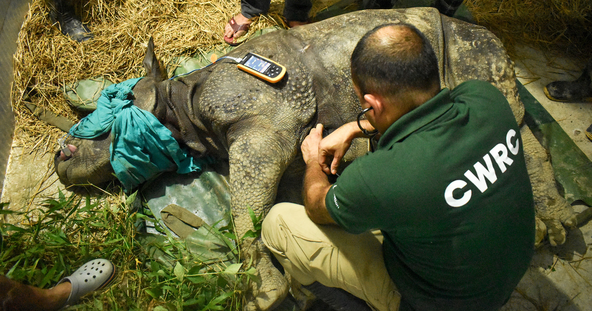 More than 9,500 animals rescued in CWRC’s 23 years