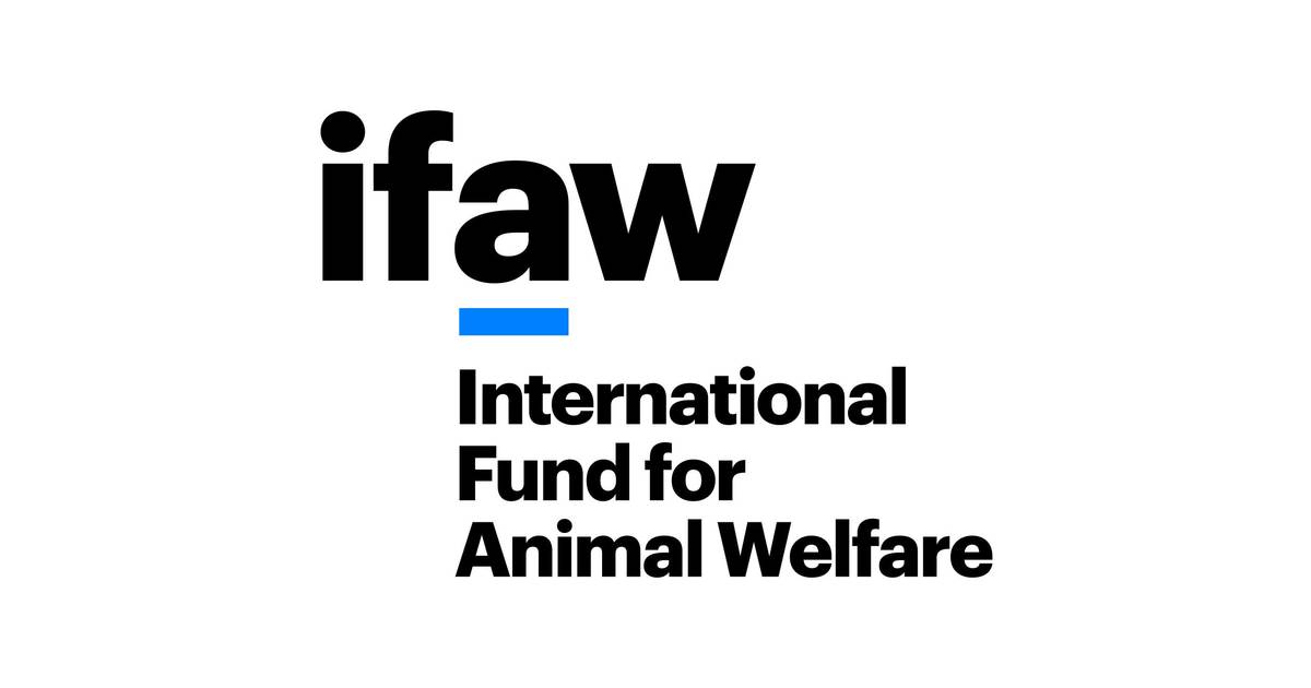 At 50 years, ifaw unveils a bold new brand and website | IFAW