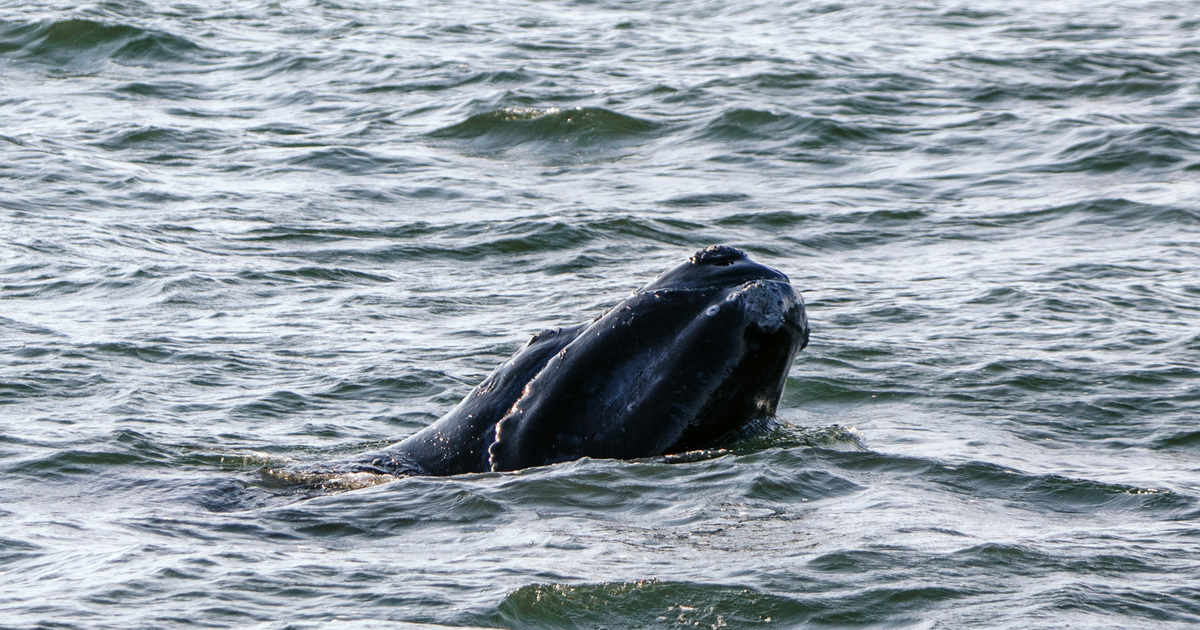 New North Atlantic right whale numbers underscore urgency