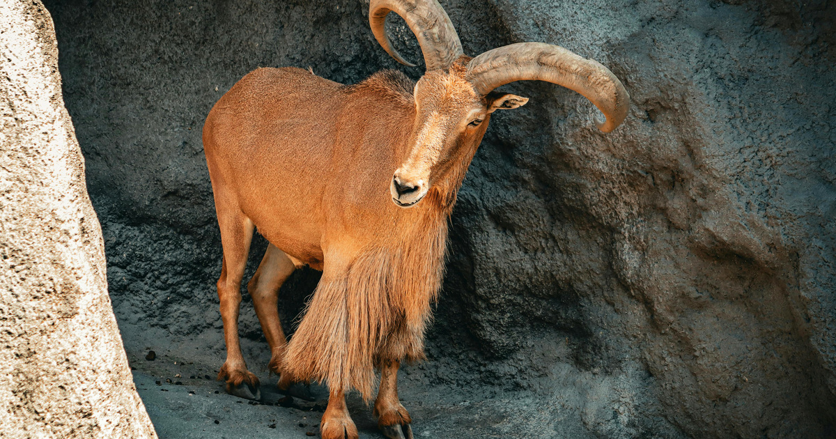 Animals of the Sahara Desert: Adaptations & Survival | IFAW