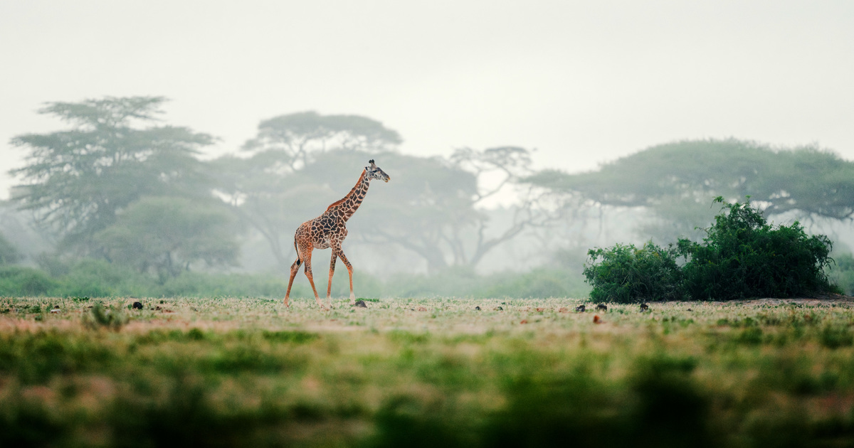 Protecting vulnerable species from overexploitation at CITES