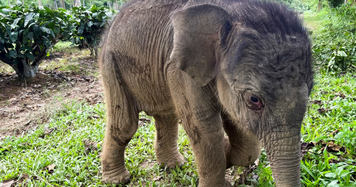 Gered Aziatisch olifantenkalf begint nieuw leven
