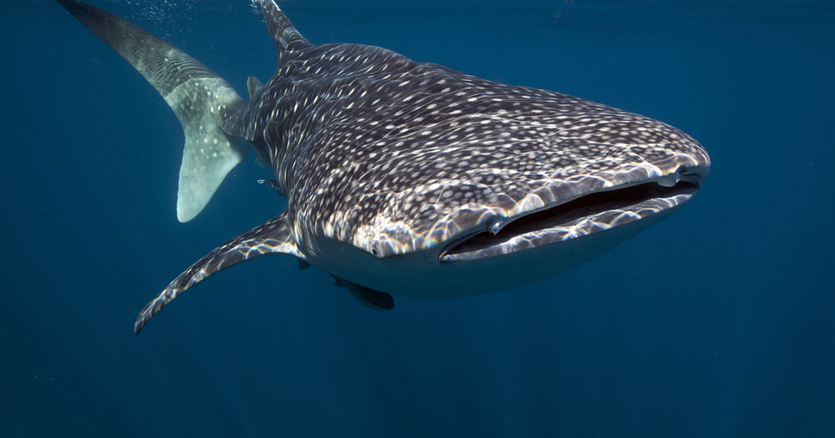A clean sweep for sharks: international trade protections granted