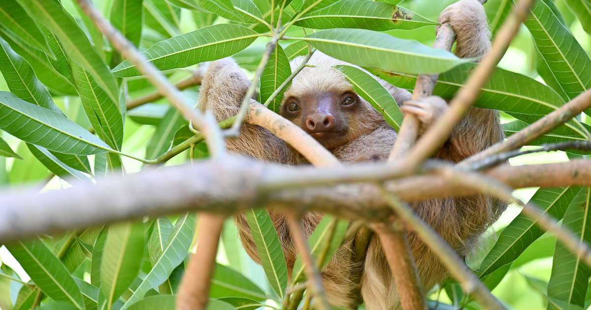 Two-toed sloths granted international trade protections