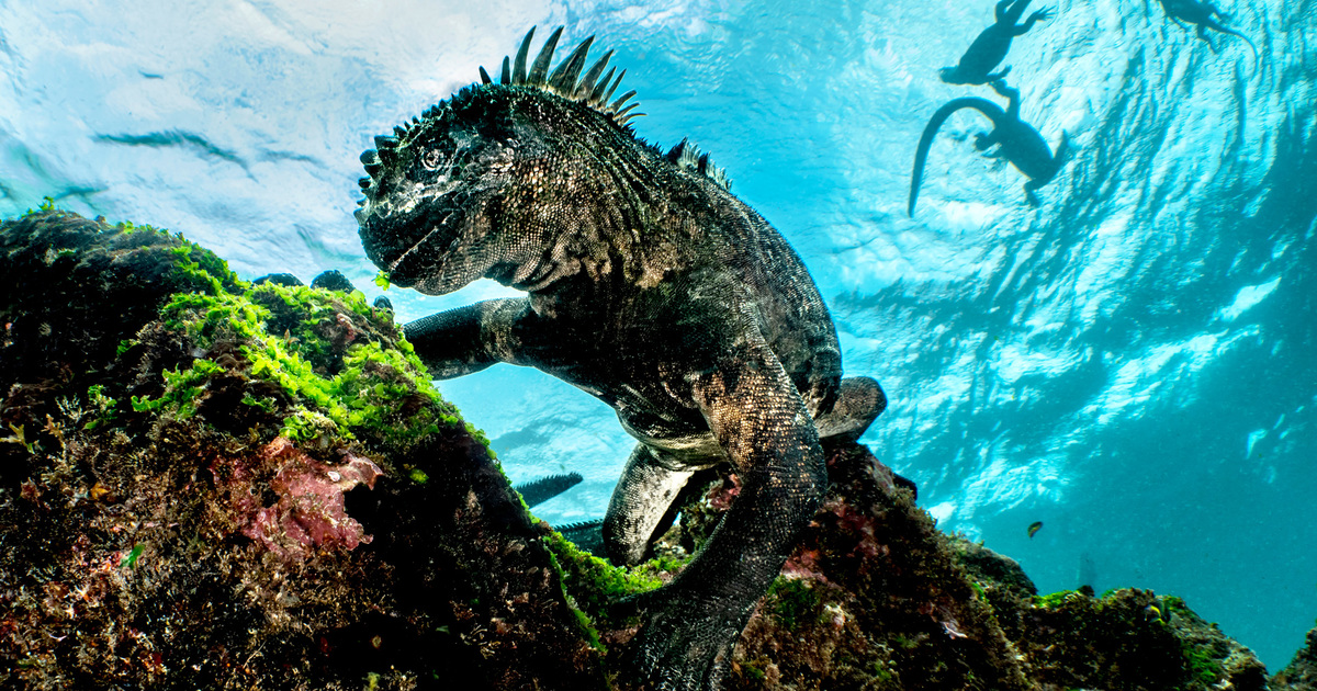 Global leaders unite to clamp down on ‘exotic pet’ trade