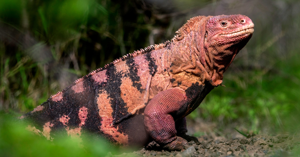 Galapagos iguanas given strongest protection possible