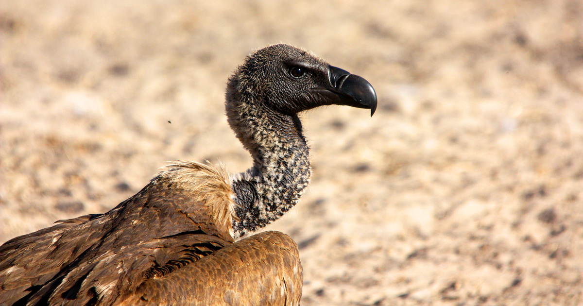 Numerous birds given new international protections