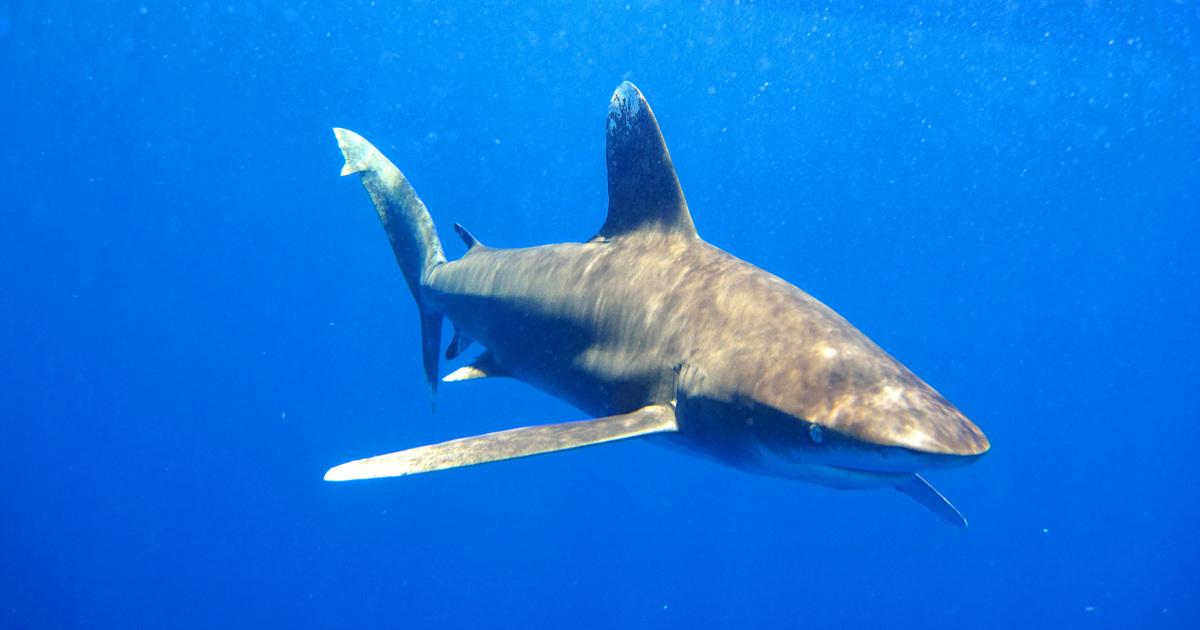 Victory as hundreds of species given new protections at UN summit