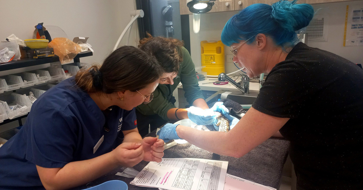 Vets gain new wildlife skills after mentoring program