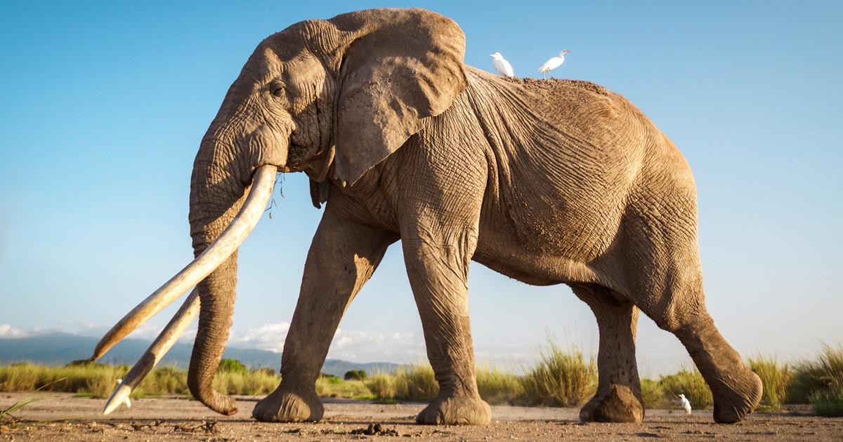 In herinnering aan Craig: een iconische big tusker-olifant