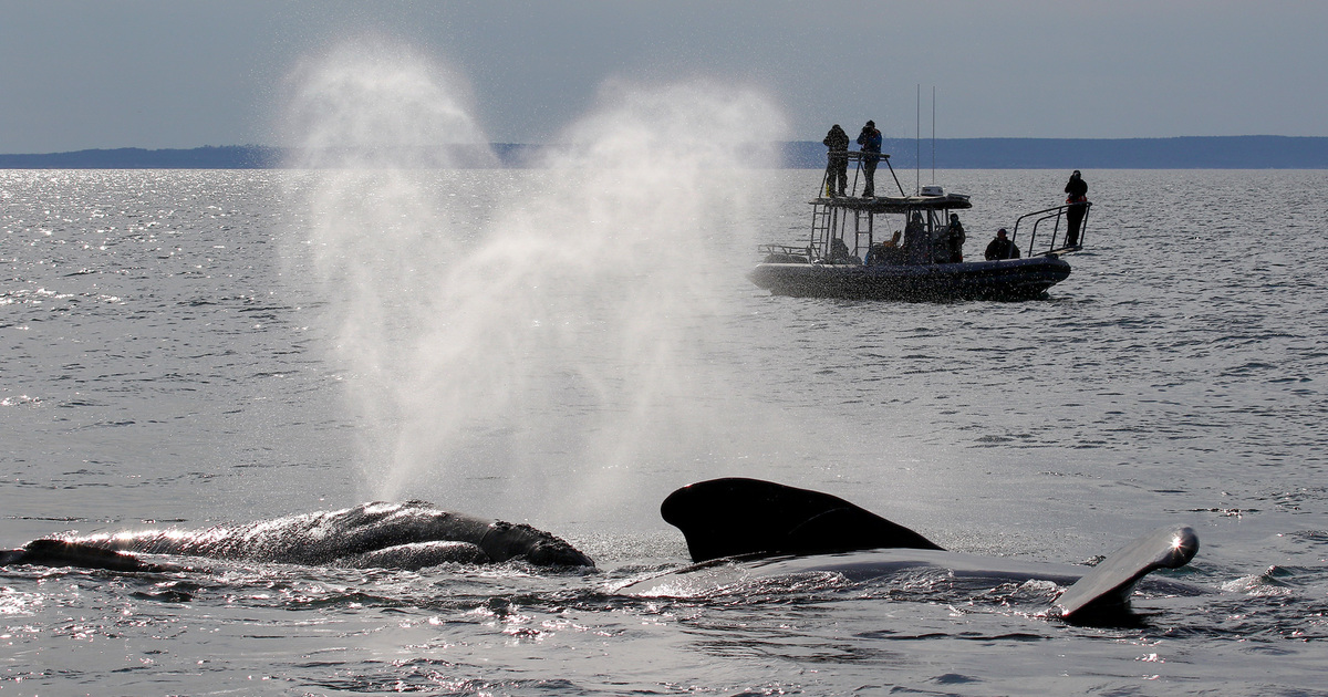 New science to safeguard whales at sea, reducing vessel strikes