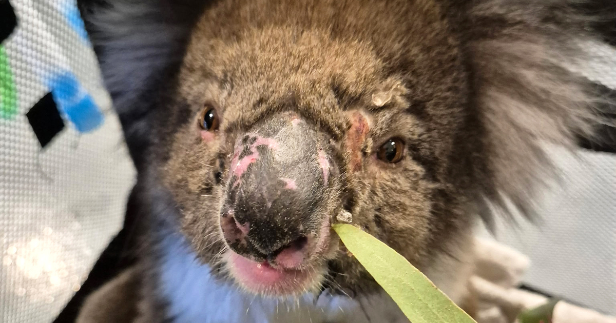 Wildlife caught between bushfires and floods in Australia