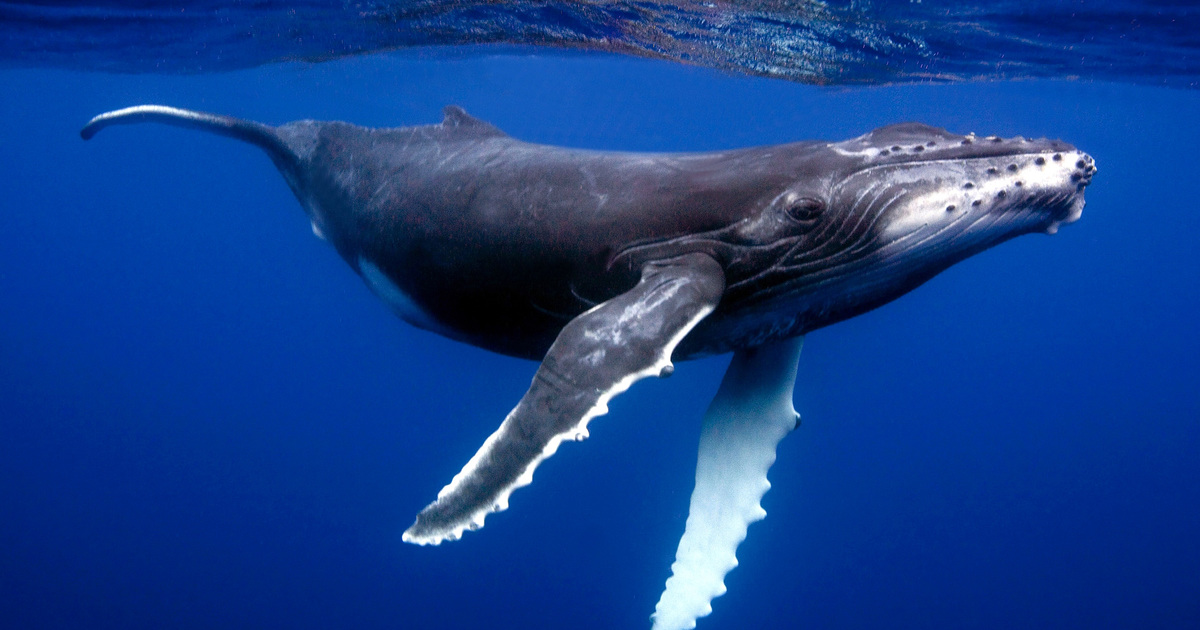 High Seas Treaty into force, a historic leap for ocean protection
