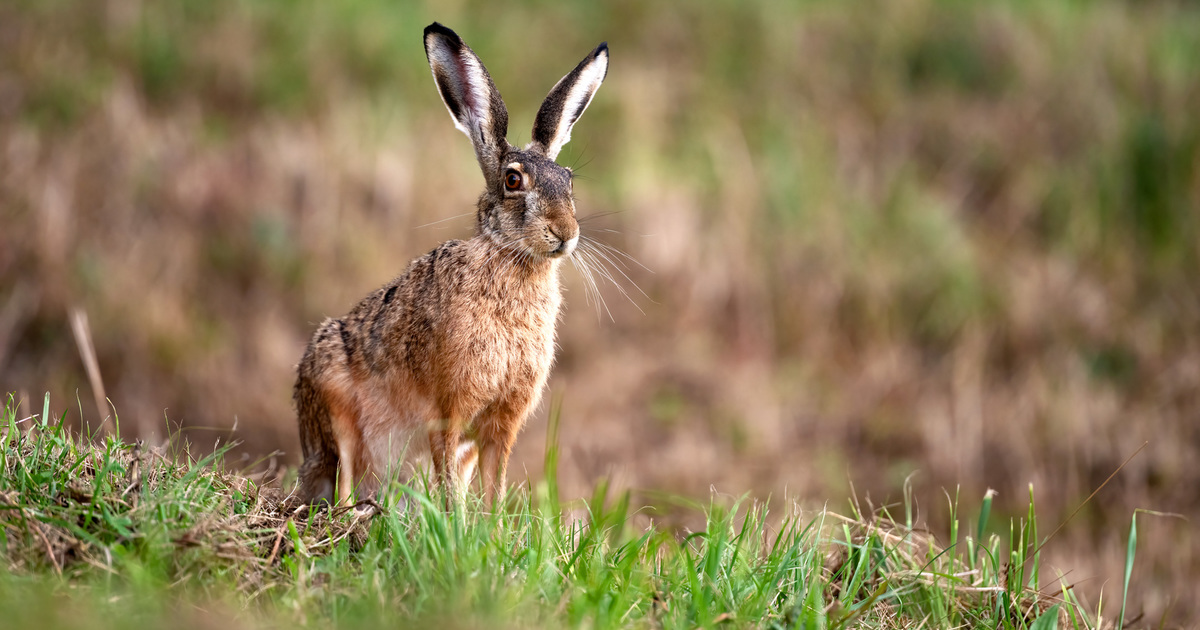 England’s animal welfare strategy leaves gaps for wildlife