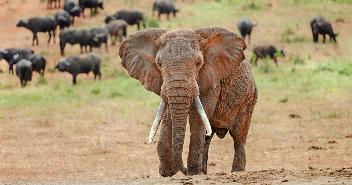 Protecting Kenya’s Voi River is key to human–elephant coexistence