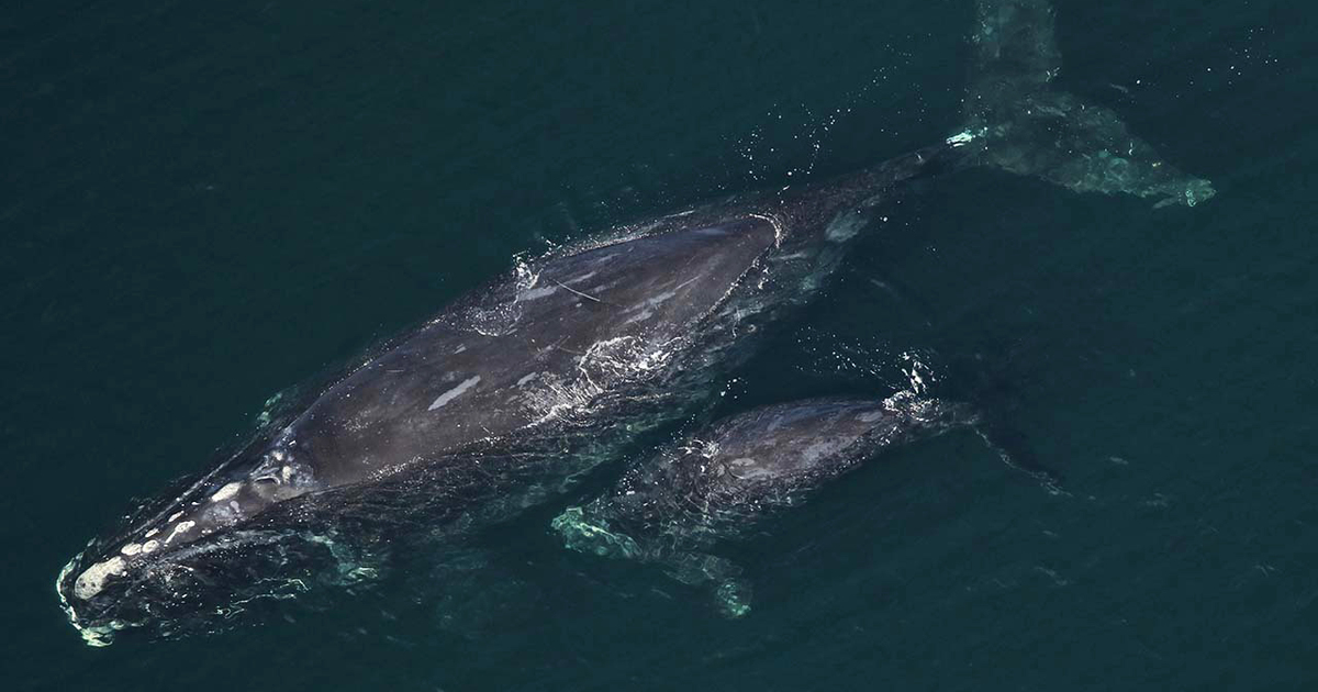A hopeful season for North Atlantic right whales