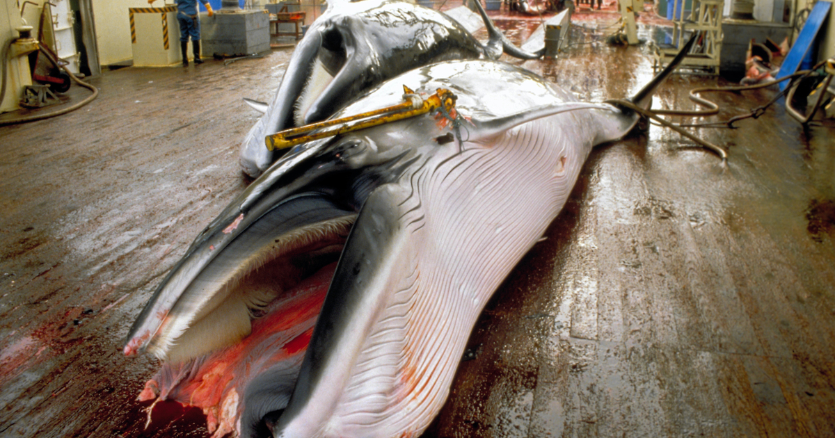 40 years after the whaling ban—whales continue to die