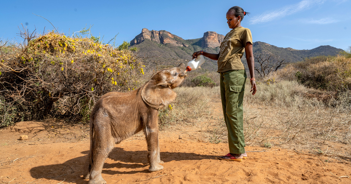 How Samburu songs help orphaned elephants heal