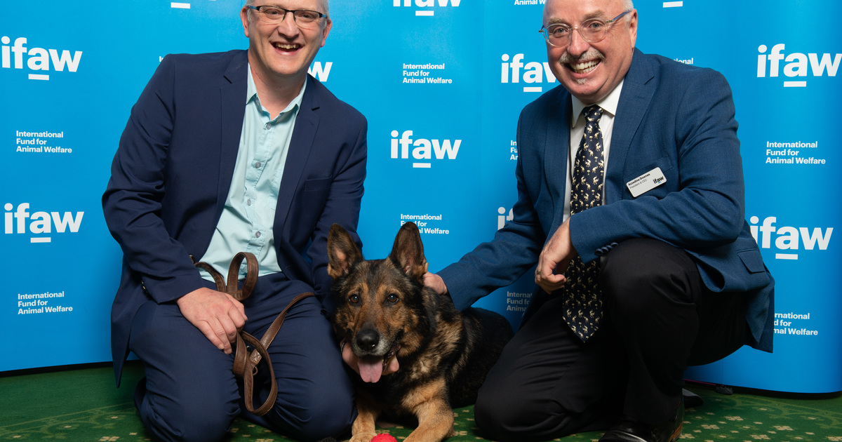 IFAW celebrates the introduction of Finn’s Law, but our work doesn’t ...