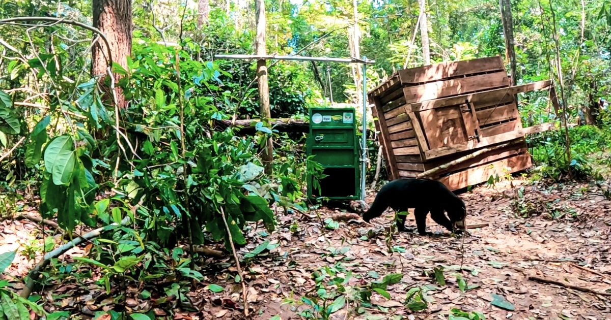 Sun bear returns to the wild after traumatic start to life