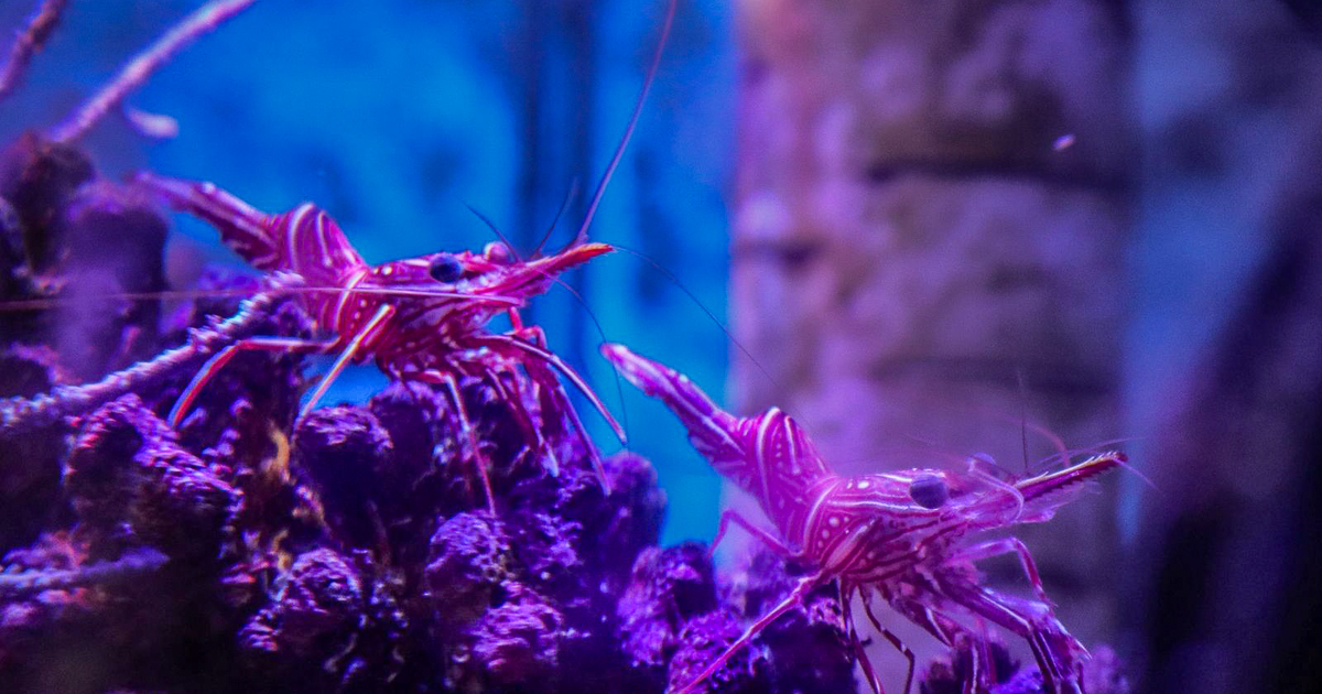 Major marine wildlife seizure exposes the ornamental fish trade