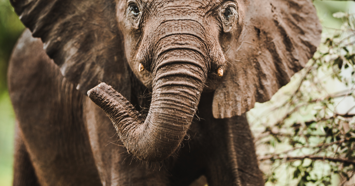 A historical moment for the ZEN Project: Tulku and Mfana join a wild herd