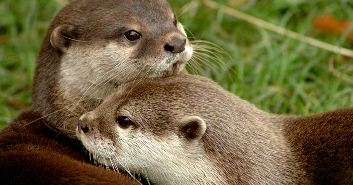 Conservation win at CITES as vulnerable otters are given highest ...