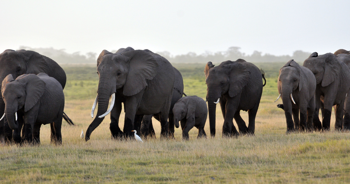 Vital conservation measures to save threatened species on the table as ...