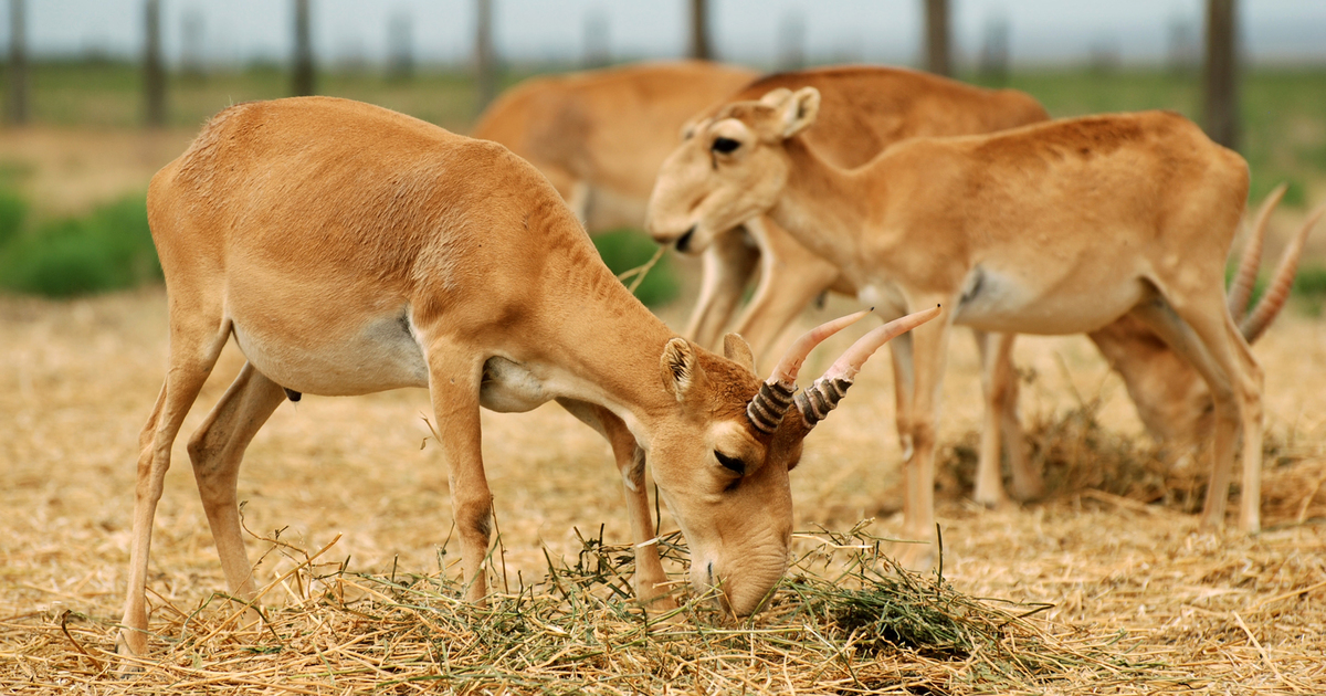 conservation body compromises on critically endangered saiga antelope