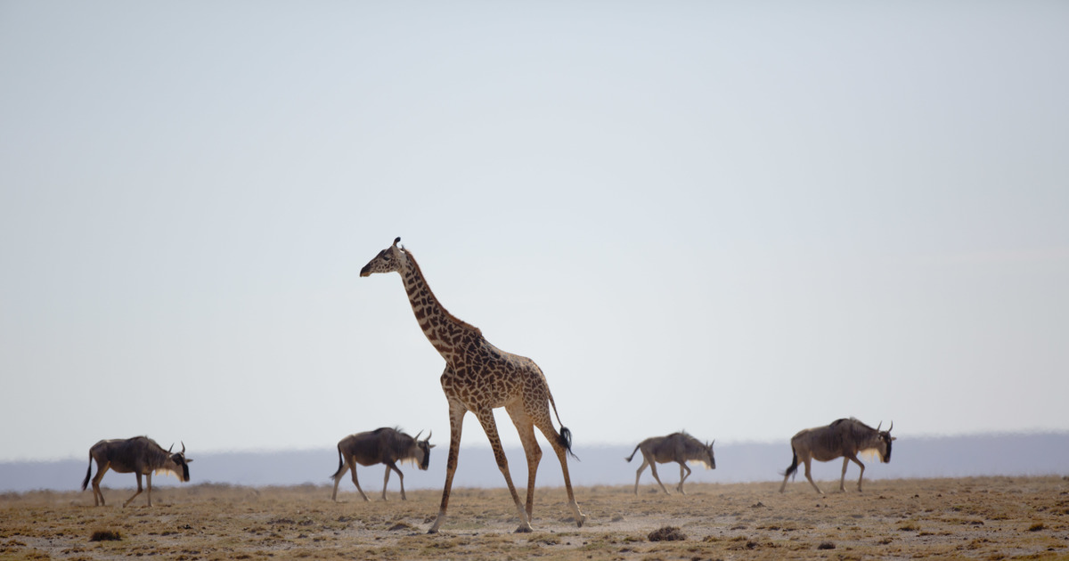 Significant conservation wins for key species at world’s largest ...