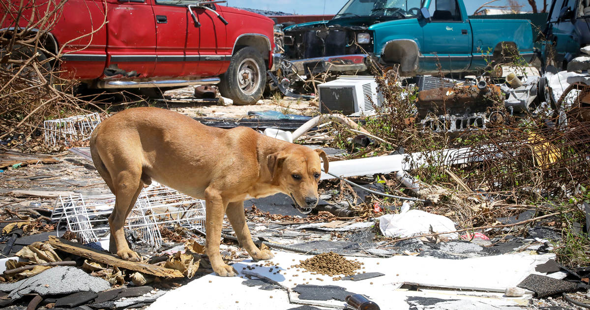 Disaster response update: Hurricane Dorian animal rescue